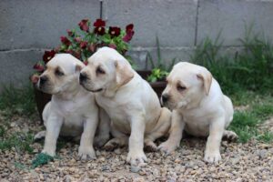 White/Straw cane corso dog