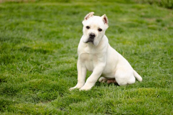 White/Straw cane corso dog