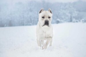 White/Straw cane corso dog