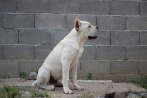 White/Straw cane corso dog