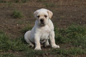 White/Straw cane corso dog